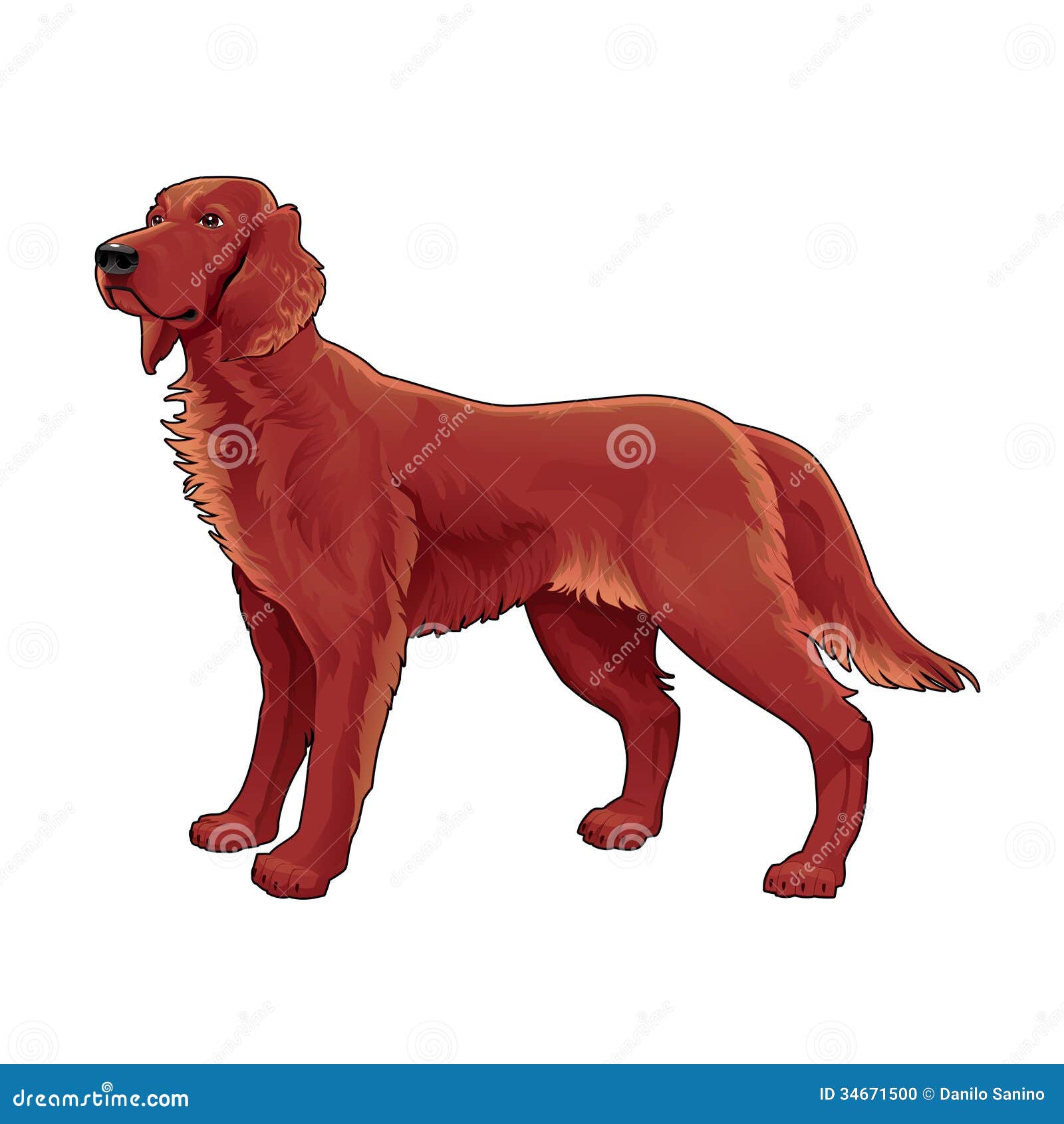 Irish Setter, Red Setter, Irish Red Setter Dog Digital Art Illustration ...