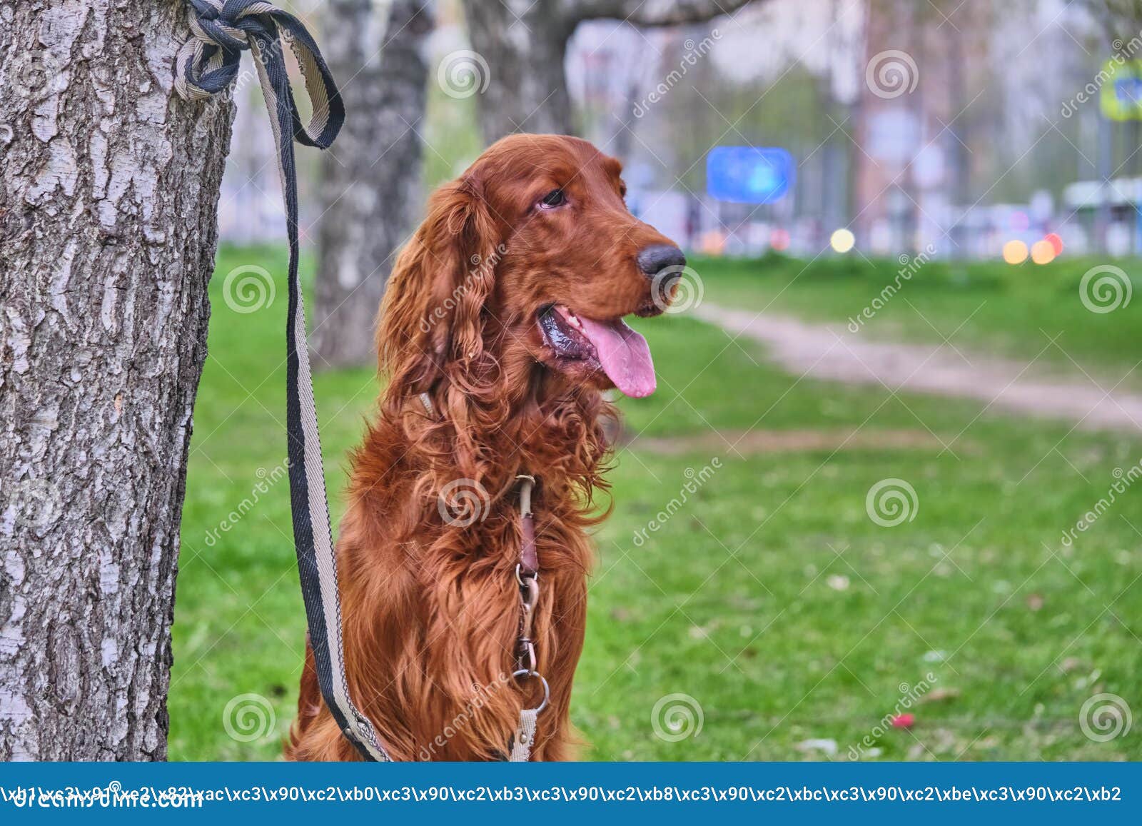 Irish Setter Waits for Host Sits by a Tree on a Leash Color Stock Photo ...