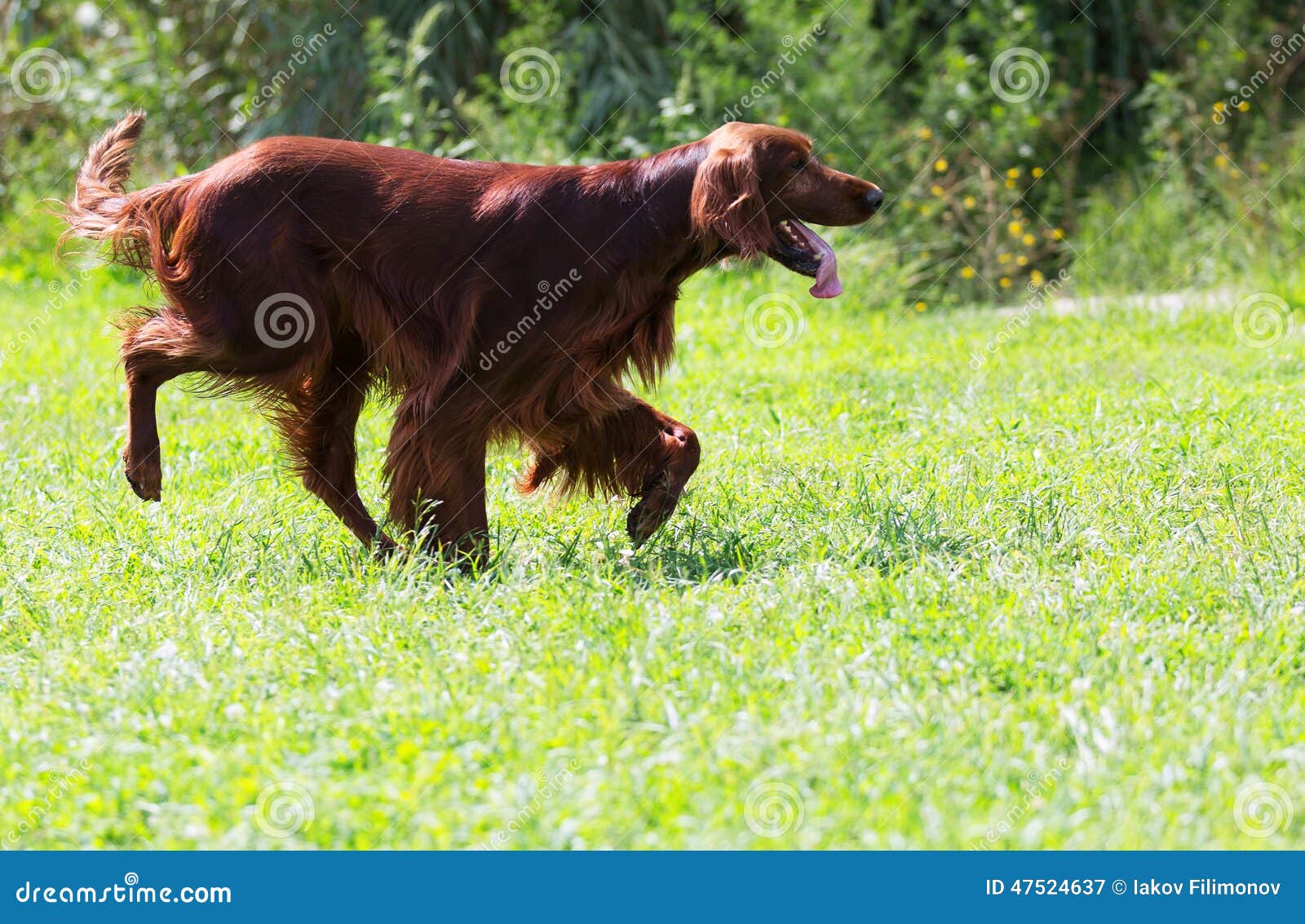 Irish Setter Walking on Grass Stock Image - Image of hunting, outdoor ...