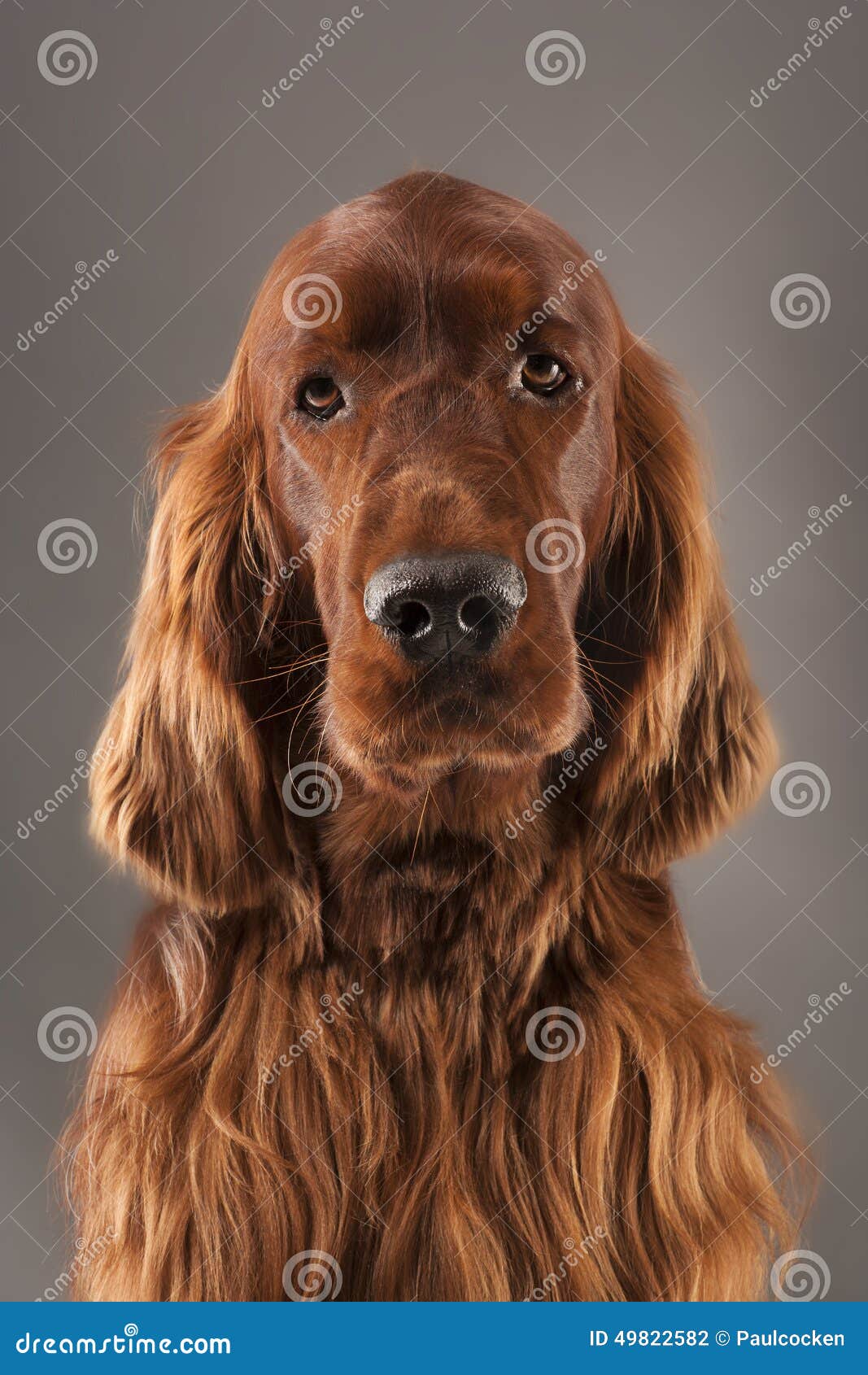 IRISH SETTER stock photo. Image of face, pooch, droopy - 49822582
