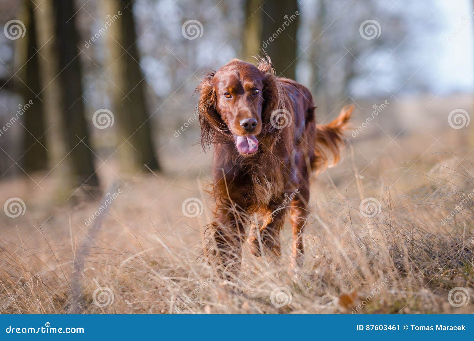Irish setter stock image. Image of irish, beautiful, hair - 87603461