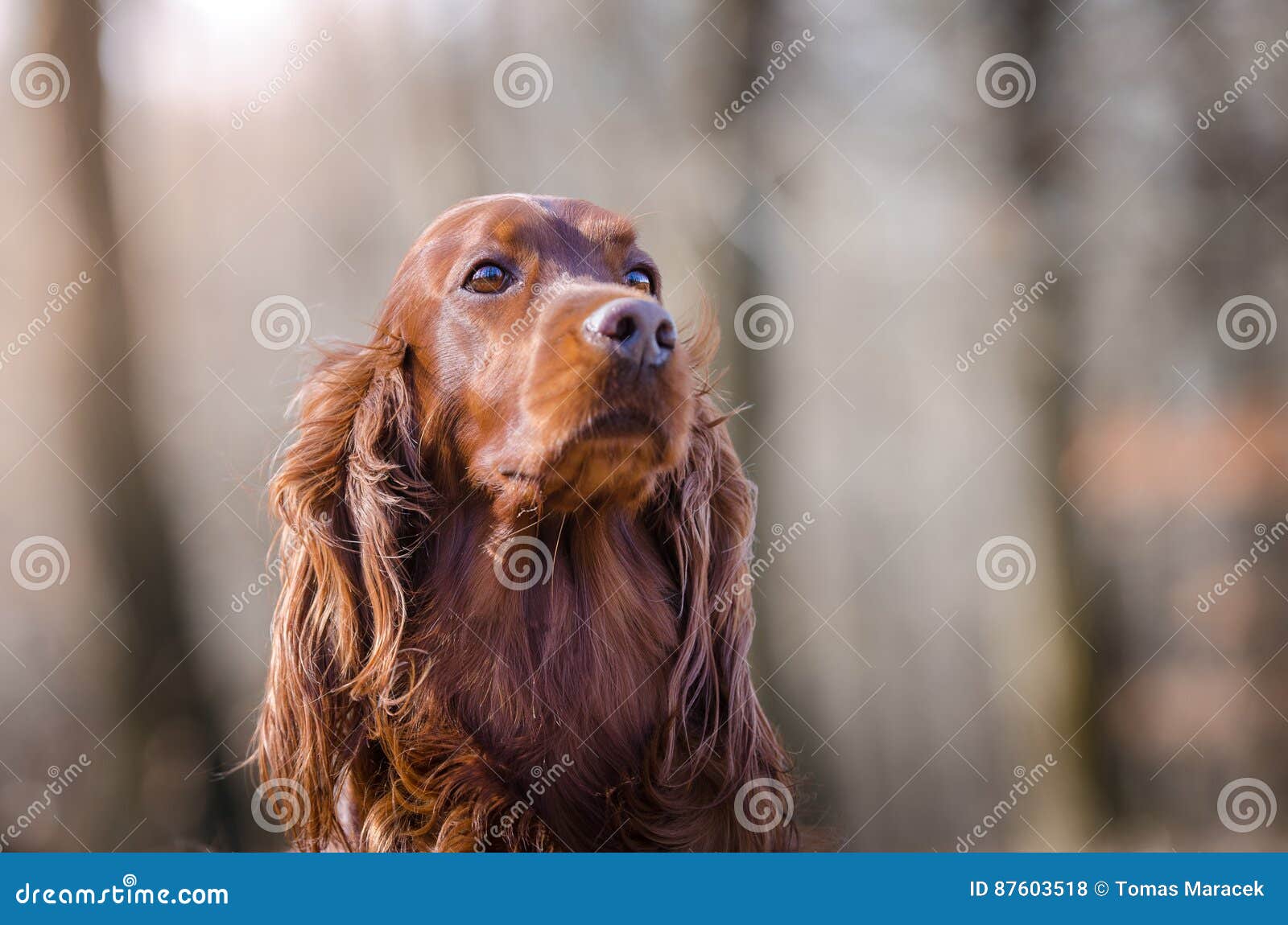 Irish setter stock photo. Image of male, beautiful, brown - 87603518
