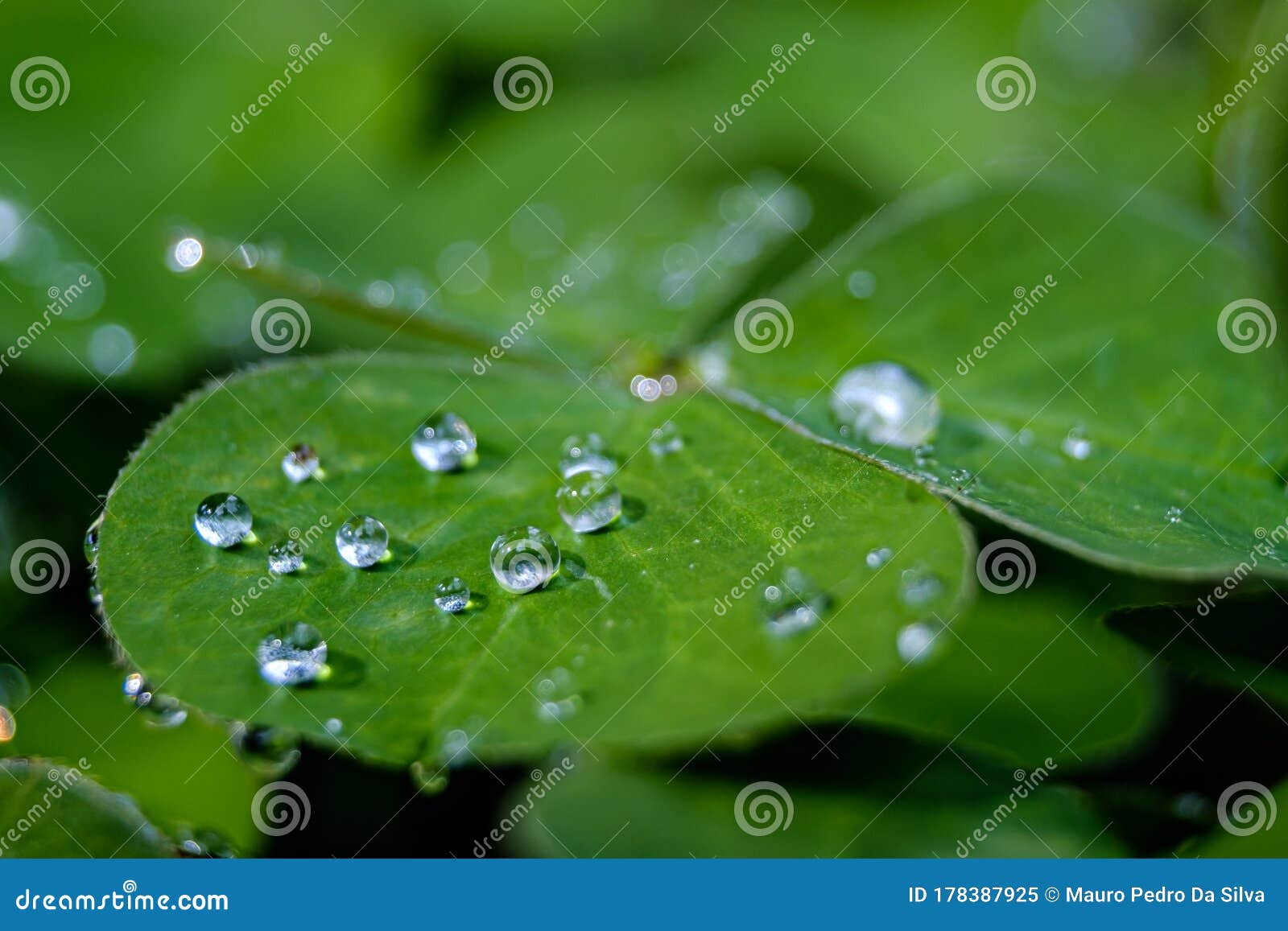 Irish shamrock stock image. Image of nature, growth - 178387925