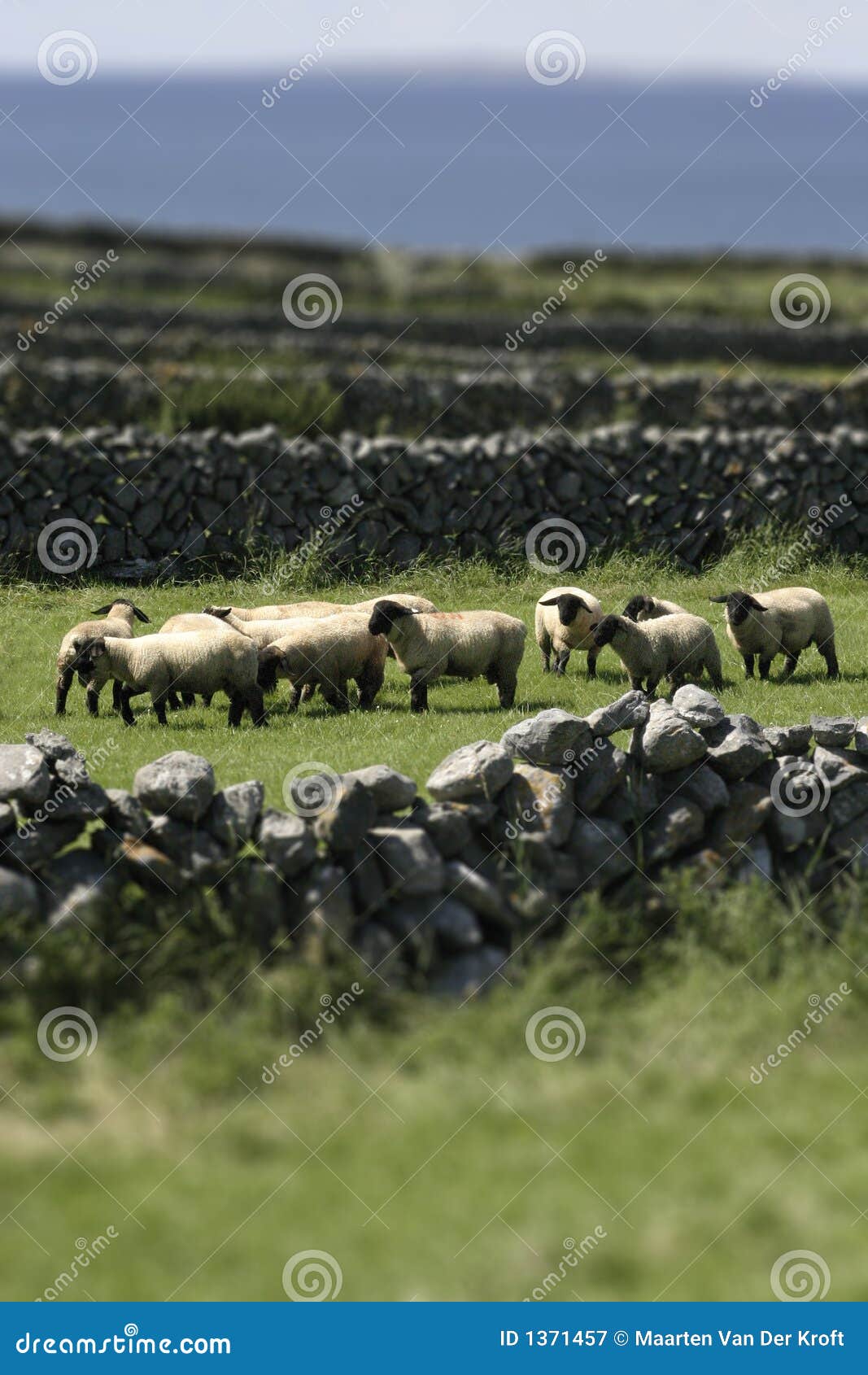 Irish sheep stock image. Image of ireland, animal, outdoors - 1371457