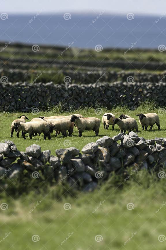 Irish sheep stock image. Image of ireland, animal, outdoors - 1371457