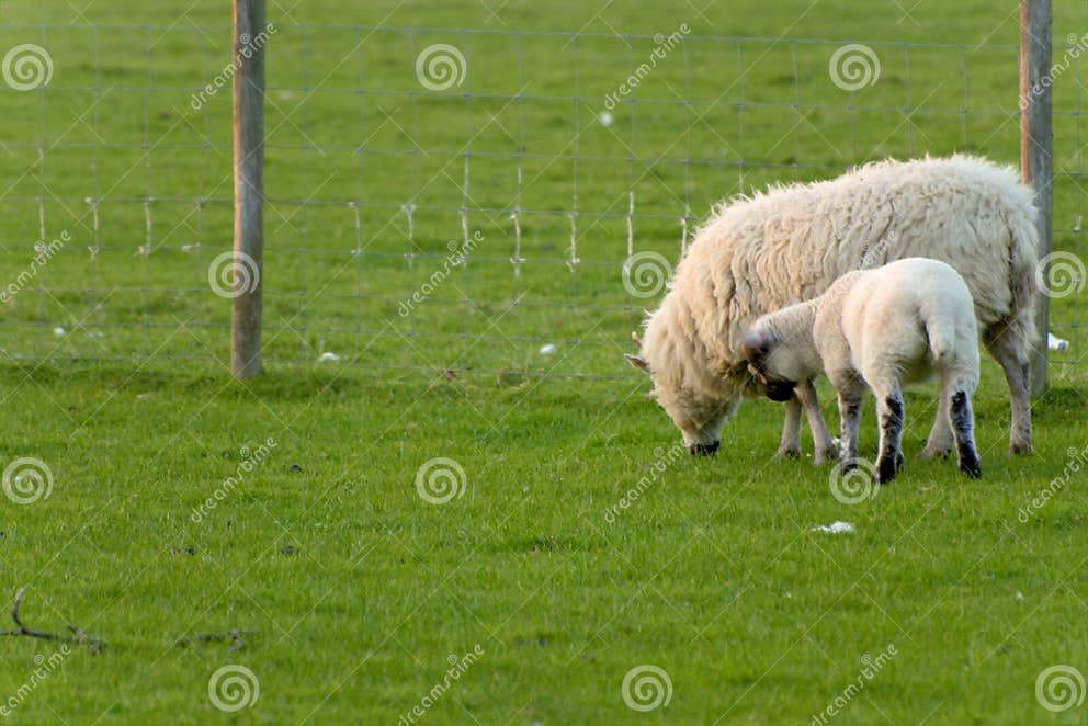 Irish sheep stock photo. Image of white, kerry, pasture - 19953510