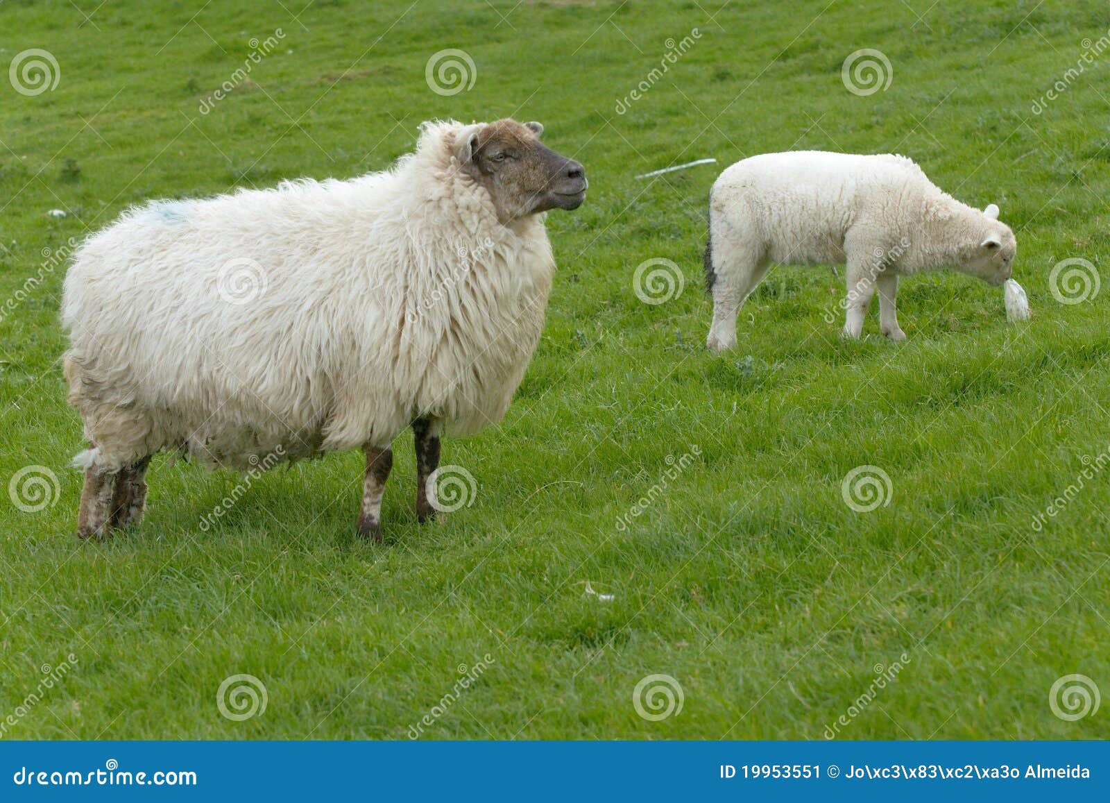 Irish sheep stock image. Image of grazing, kerry, field - 19953551