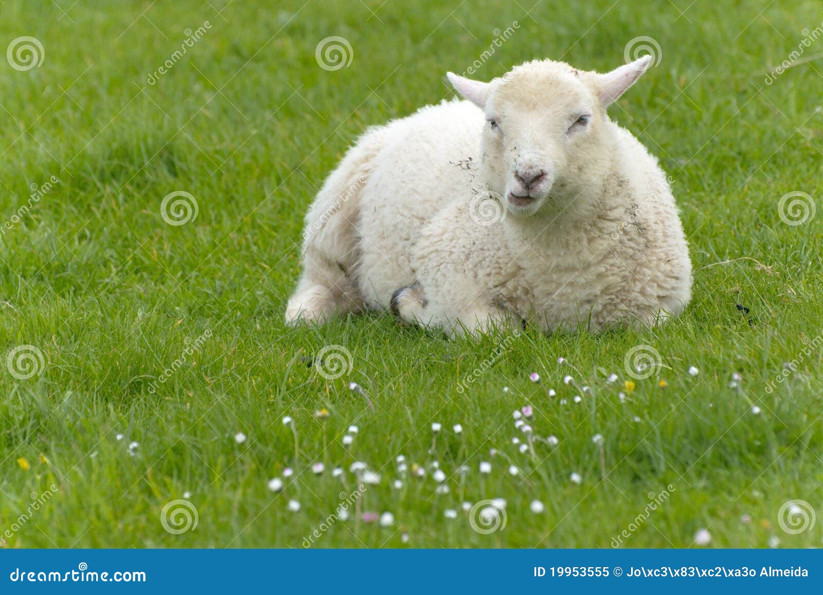 Irish Sheep Stock Photo | CartoonDealer.com #19953510