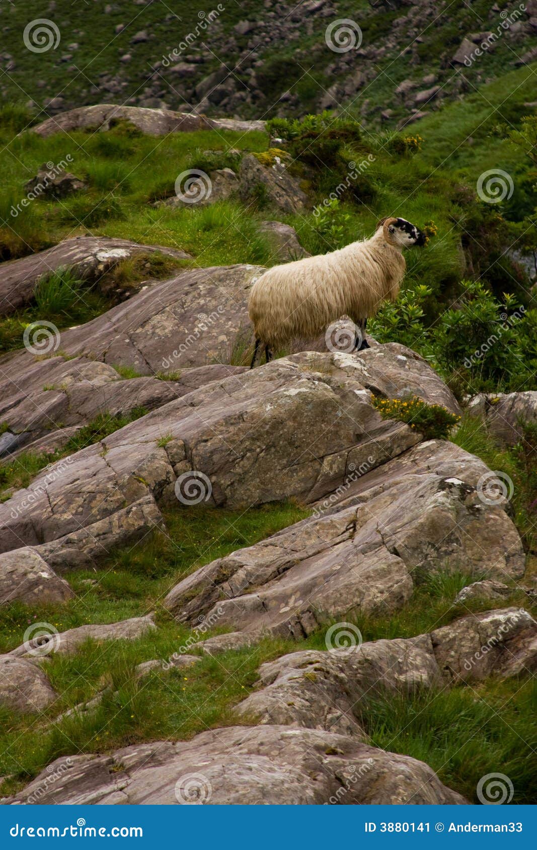 Irish Sheep stock image. Image of ireland, europe, rural - 3880141
