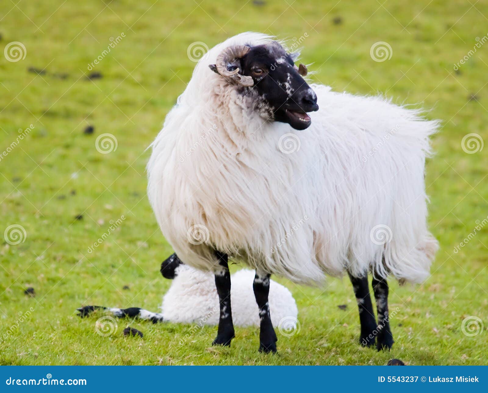 Irish sheep stock image. Image of naive, cuddly, juvenile - 5543237