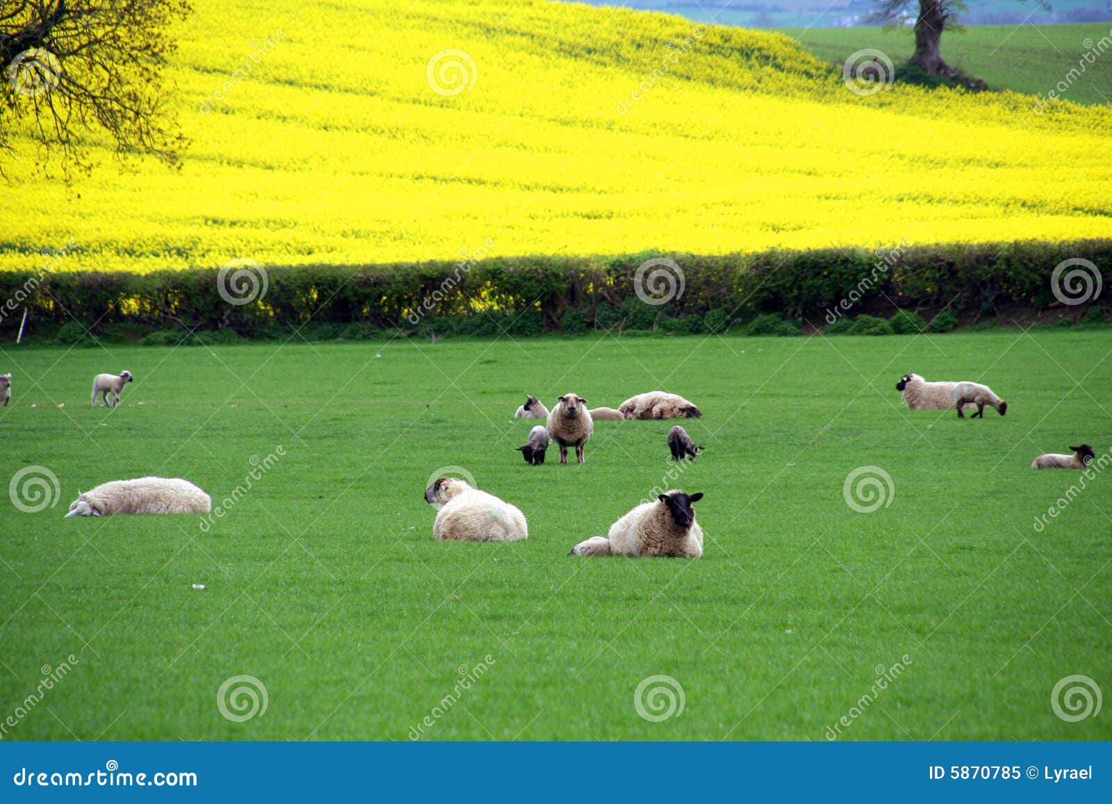 Irish Sheep stock image. Image of lamb, yellow, lambs - 5870785