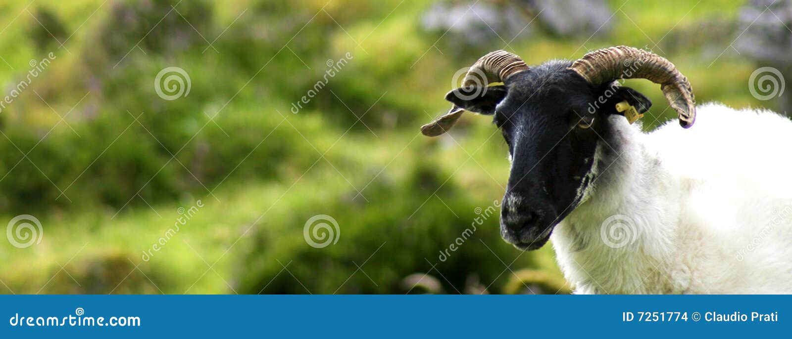 Irish sheep stock photo. Image of sunlight, animal, meadow - 7251774
