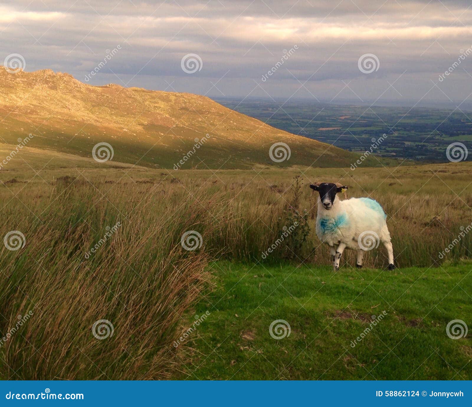 Irish sheep stock photo. Image of irish, sheep, herd - 58862124