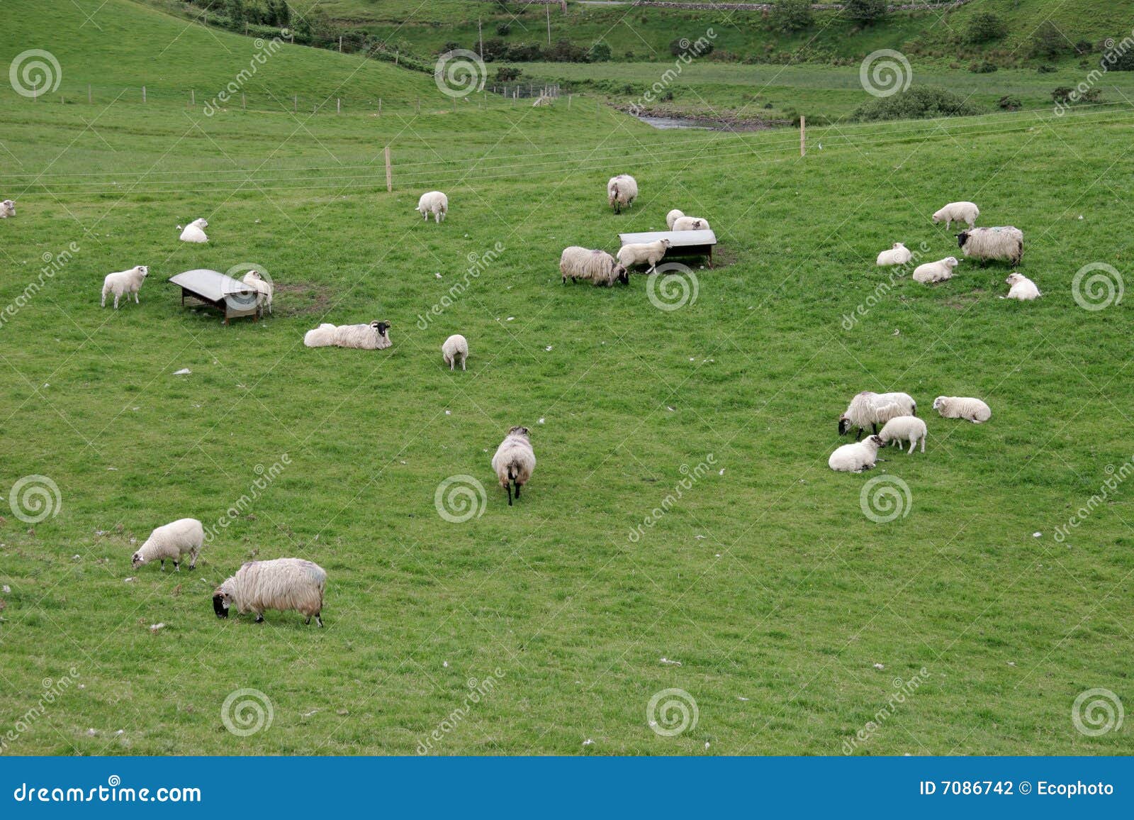 Irish Sheep Stock Photo | CartoonDealer.com #19953510