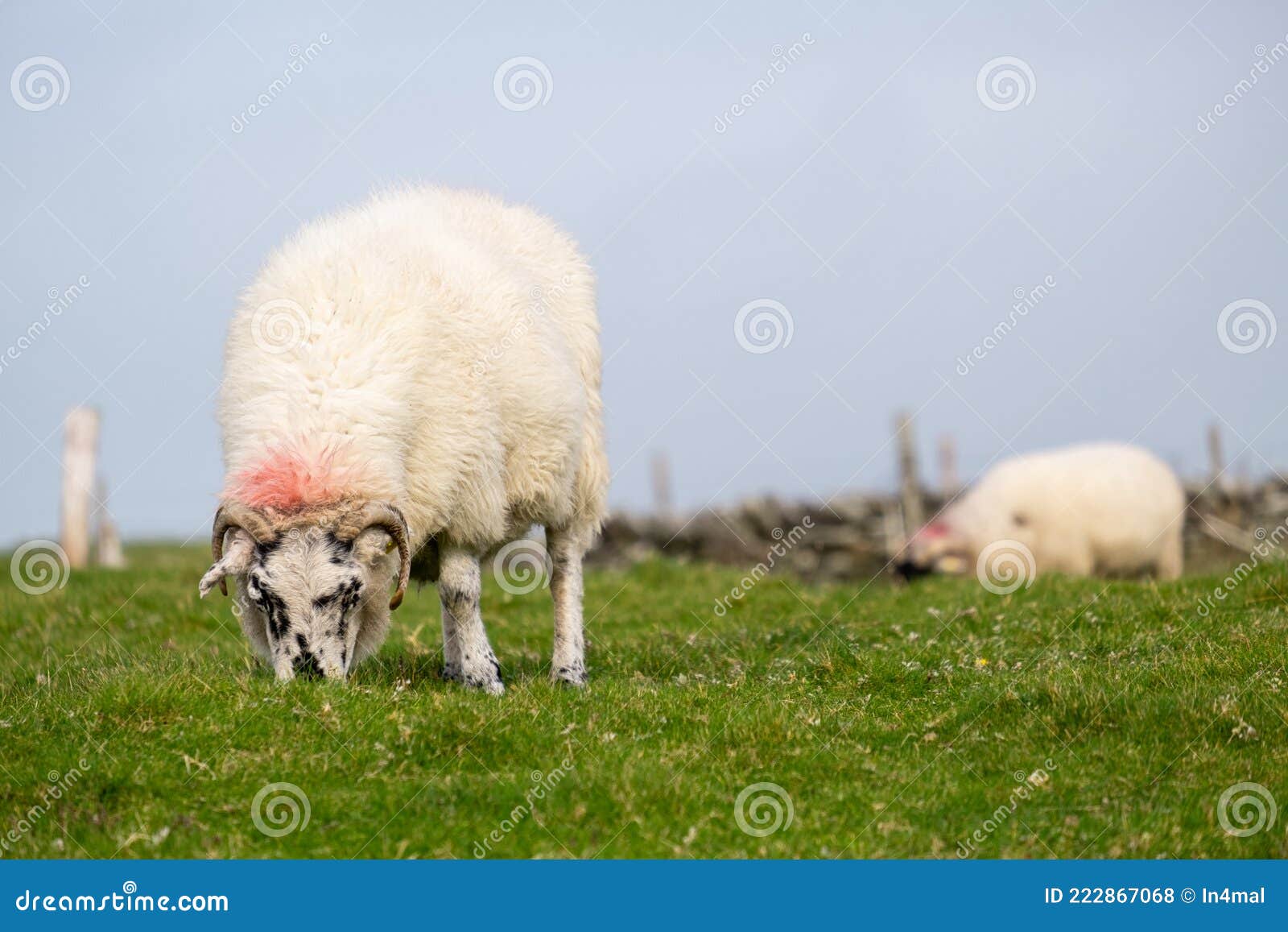Irish sheep on grass stock photo. Image of herd, natural - 222867068