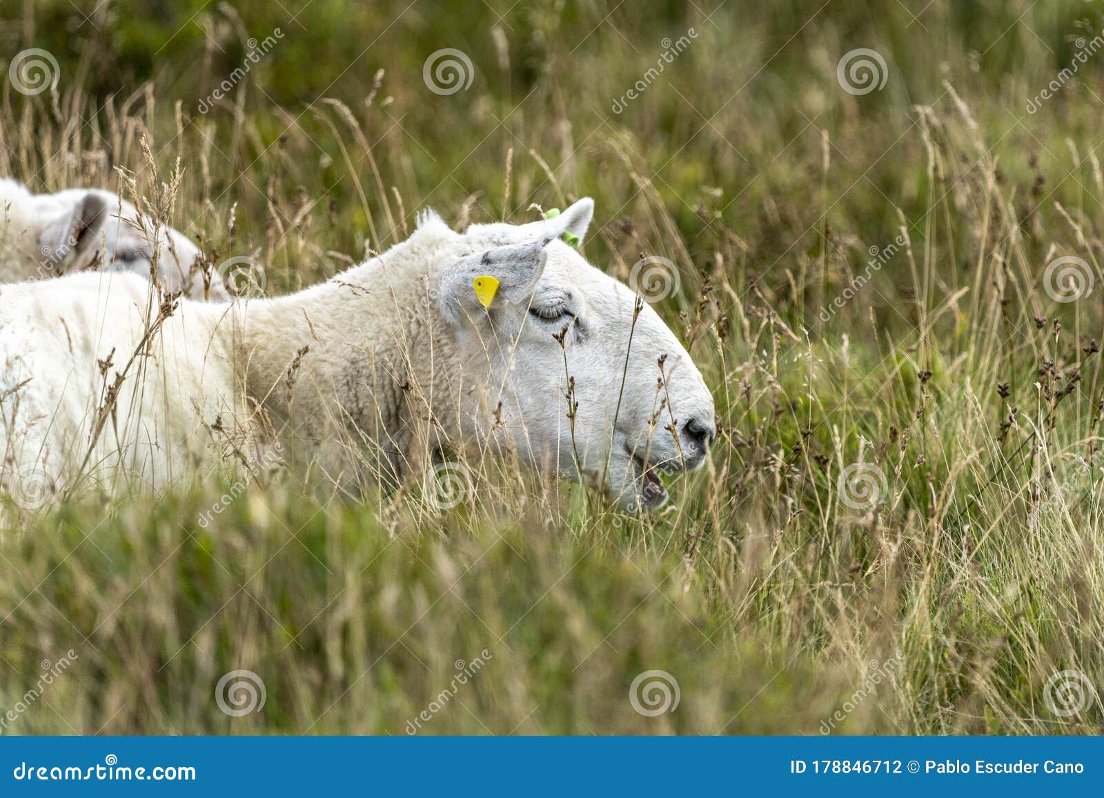 Irish sheep grazing stock photo. Image of england, change - 178846712