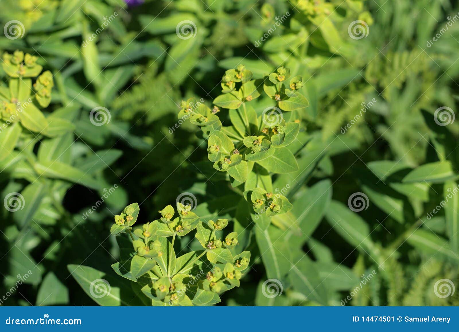 Irish Spurge stock image. Image of flowering, nature - 14474501
