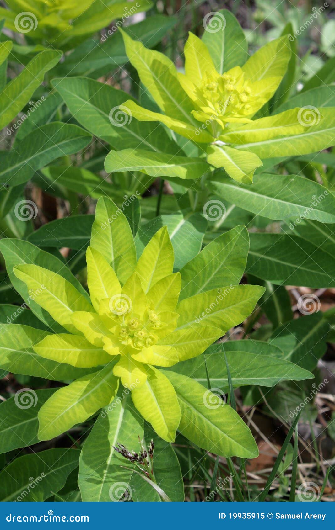 Irish spurge stock image. Image of angiosperms, spurg - 19935915