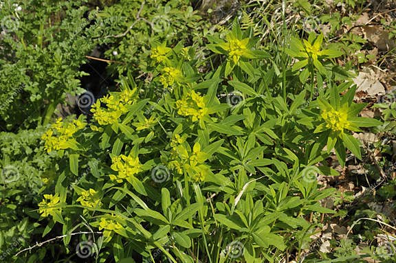 Irish Spurge stock image. Image of kerry, wild, green - 22511023