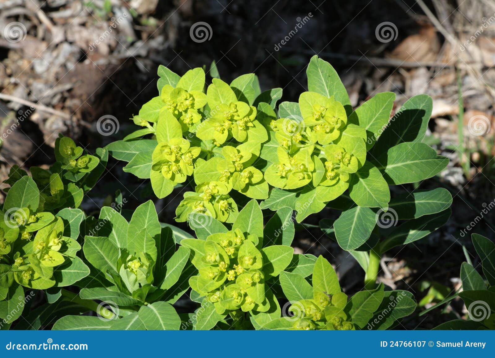 Irish spurge stock image. Image of flower, plant, euphorbia - 24766107