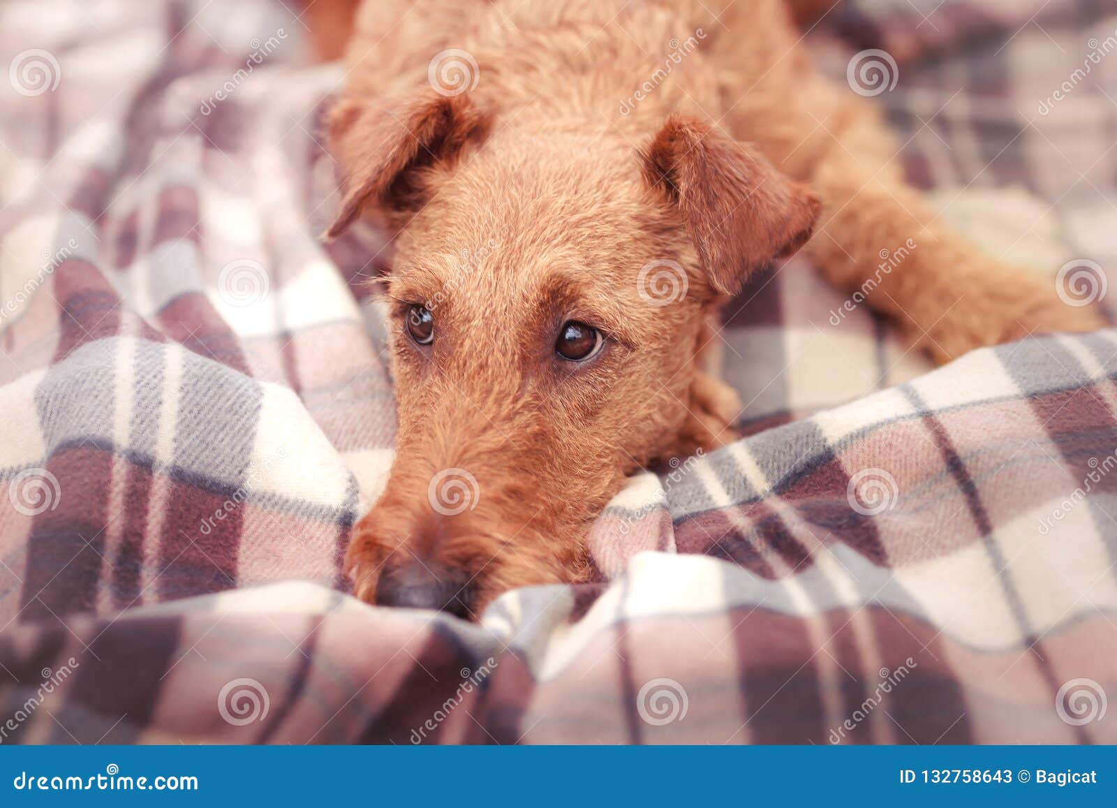 Irish Terrier Closeup Lying on a Blanket and Sad Stock Image - Image of ...