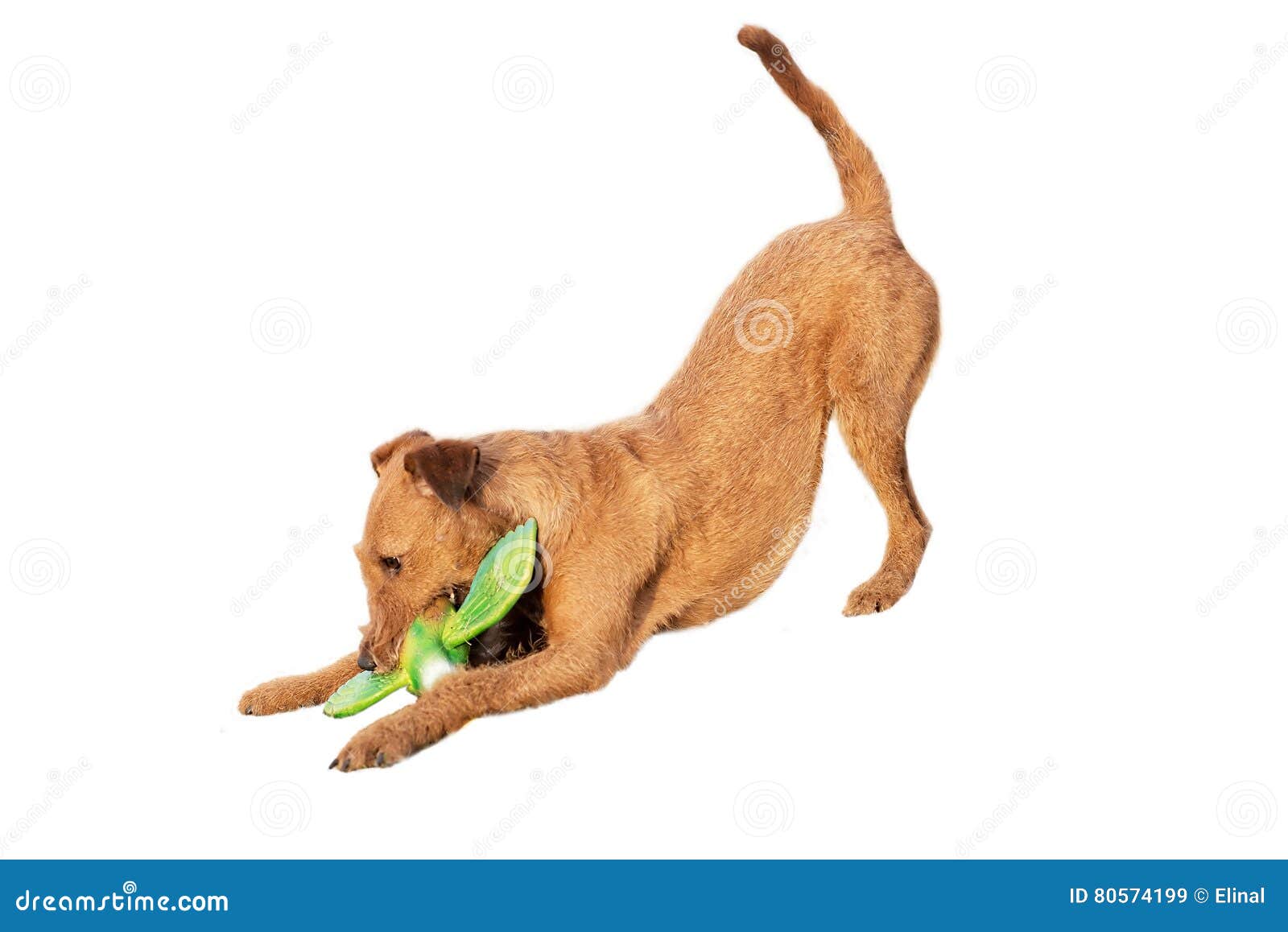Irish Cob Playing With Border Collie Royalty-Free Stock Photography ...