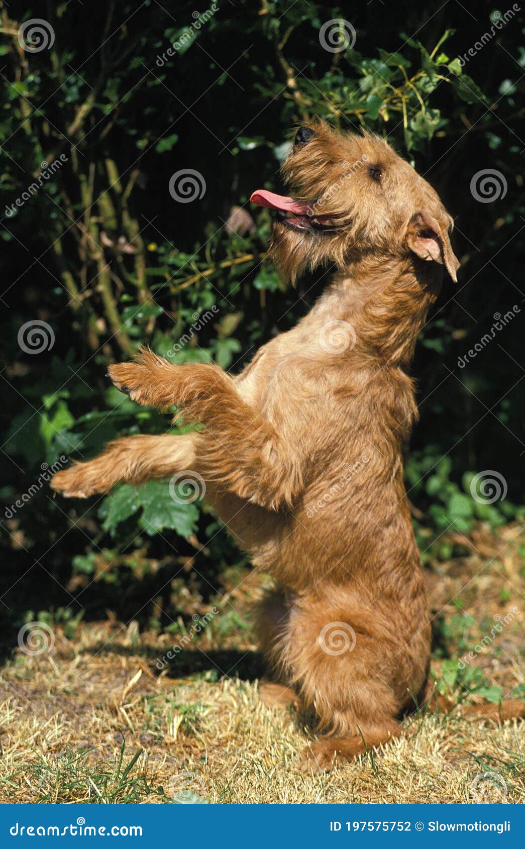 Irish Terrier, Dog Sitting Upright and Beg Stock Photo - Image of adult ...