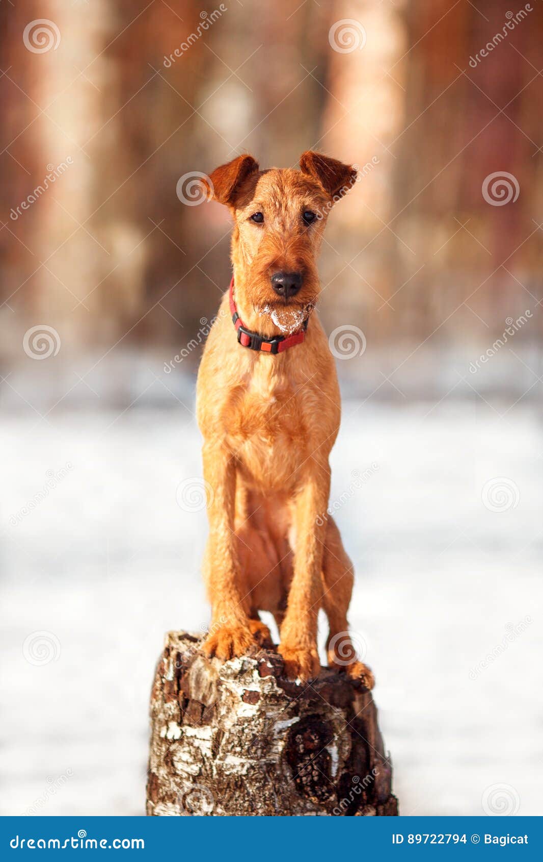 The Irish Terrier Sits on a Tree Stump and Looking at Camera Stock ...