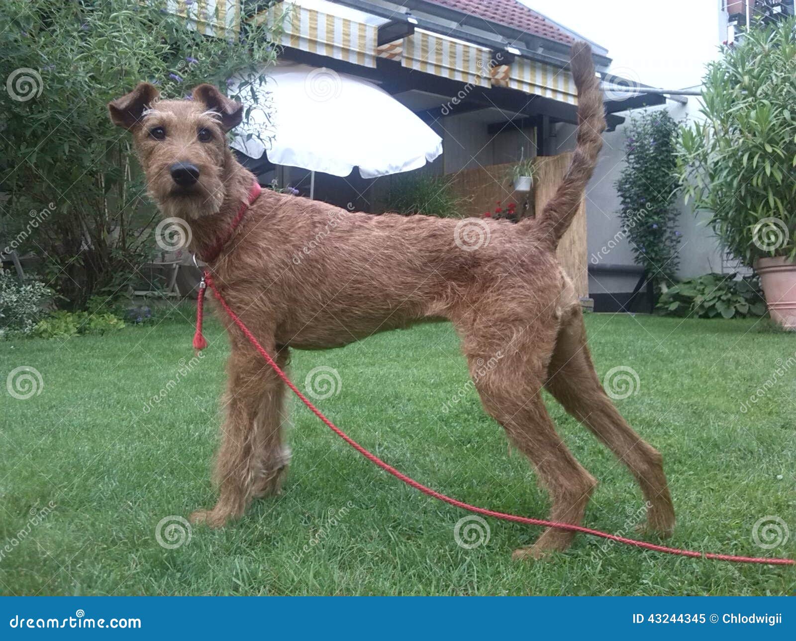 Irish terrier stock image. Image of standing, brown, hear - 43244345