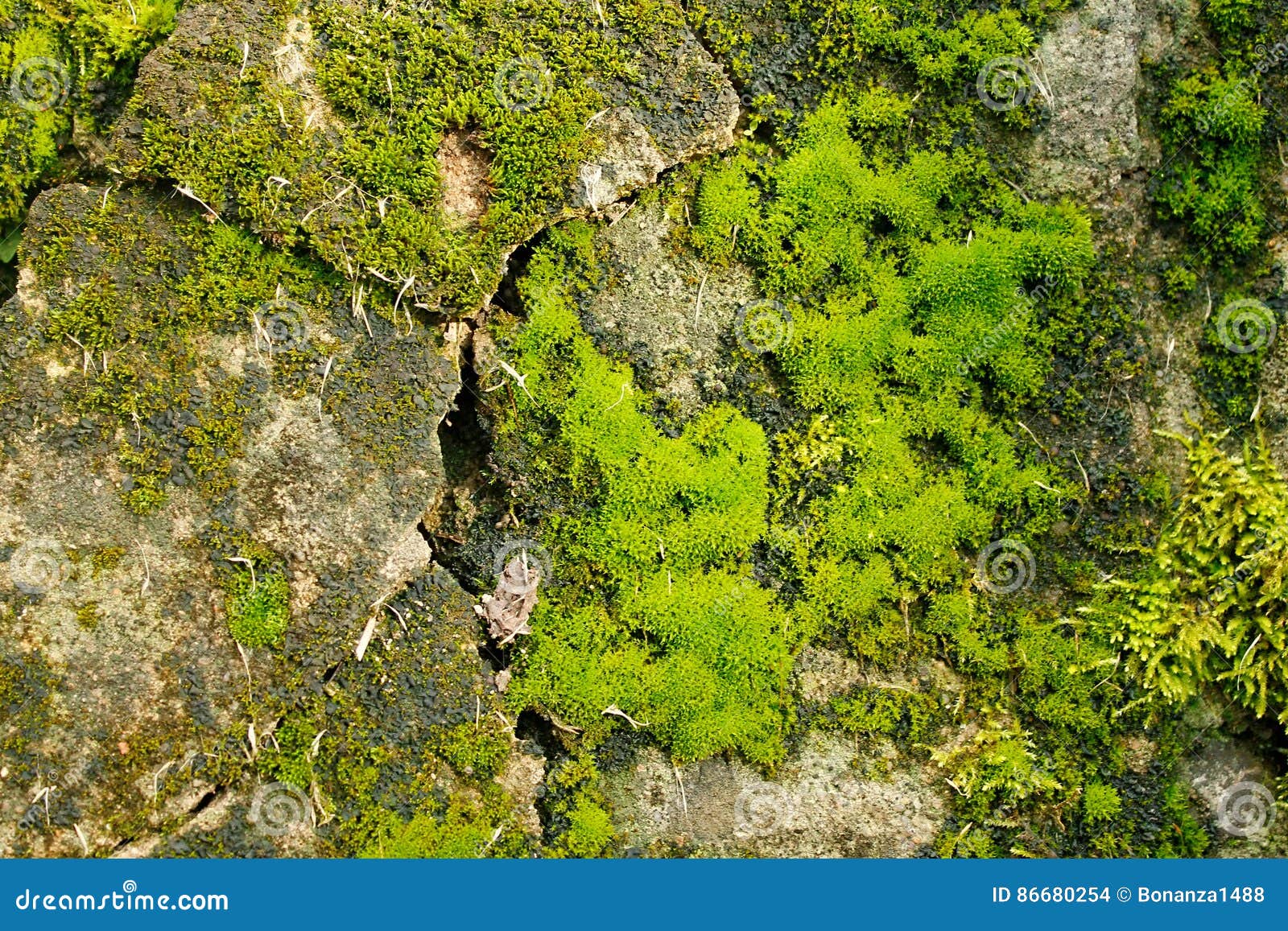 Irish texture. stock photo. Image of forest, nature, lichen - 86680254