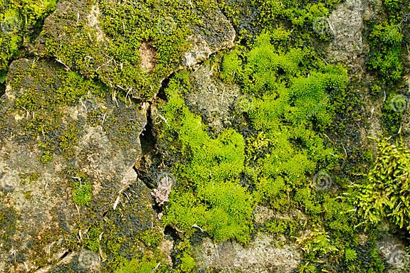 Irish texture. stock photo. Image of forest, nature, lichen - 86680254