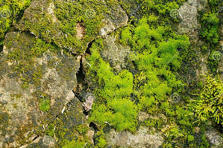 Irish texture. stock photo. Image of forest, nature, lichen - 86680254