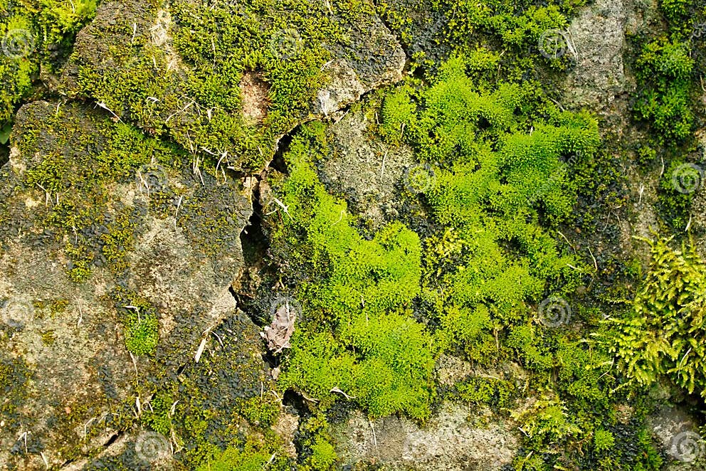 Irish texture. stock photo. Image of forest, nature, lichen - 86680254