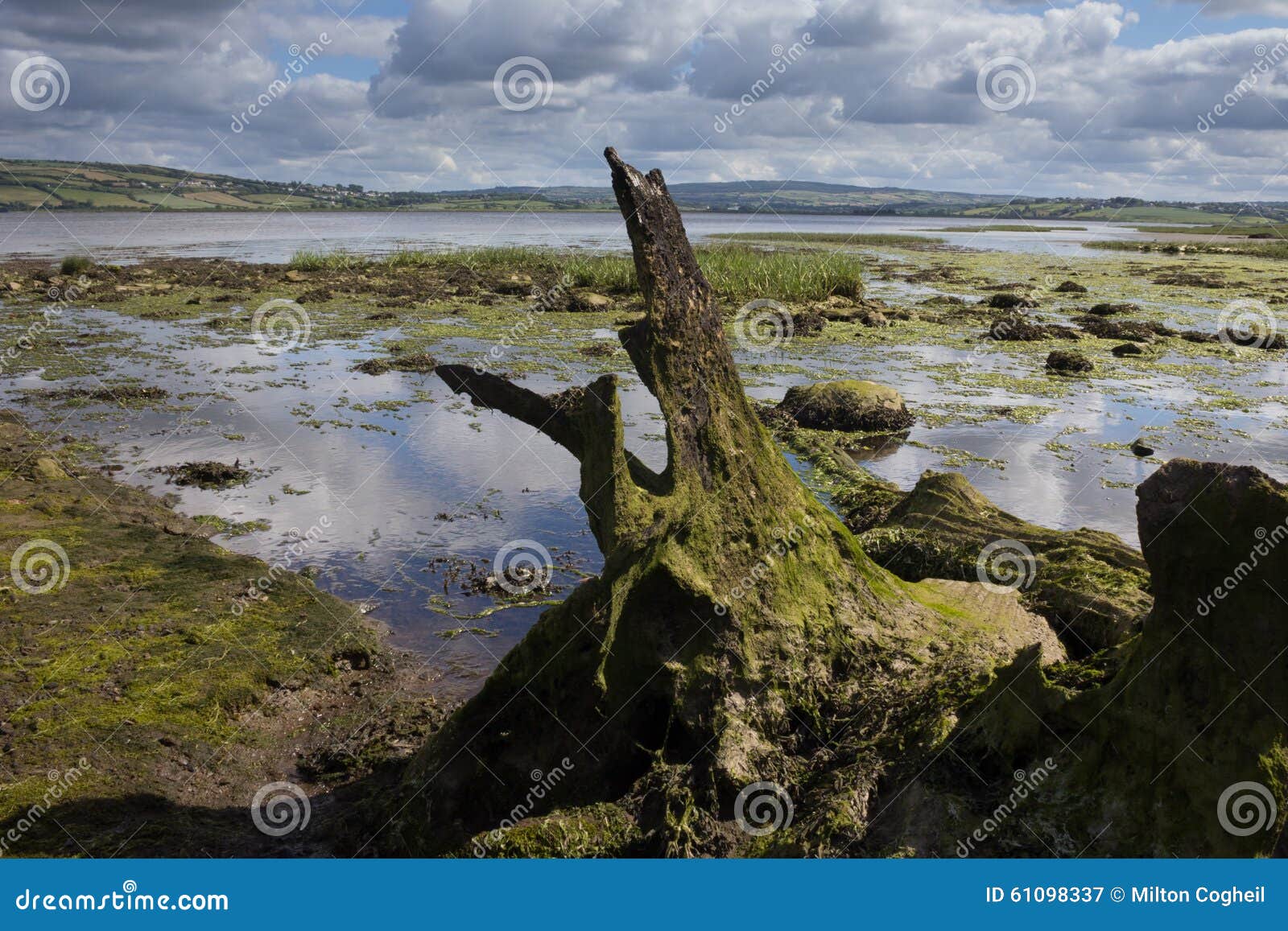 Irish Wetland stock image. Image of nature, green, rugged - 61098337