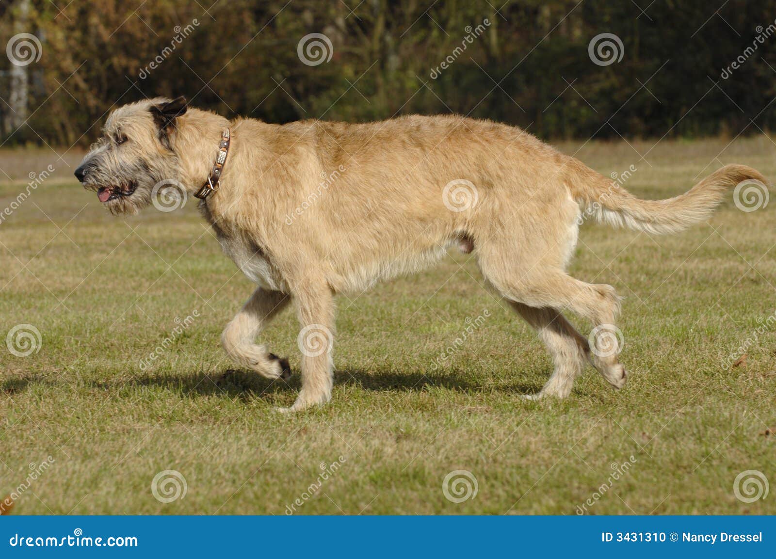 Irish wolf hound moving stock photo. Image of beauty, collar - 3431310