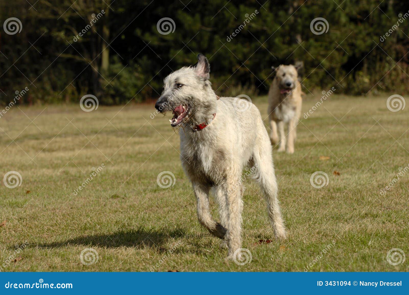 Irish wolf hounds running stock photo. Image of friend - 3431094