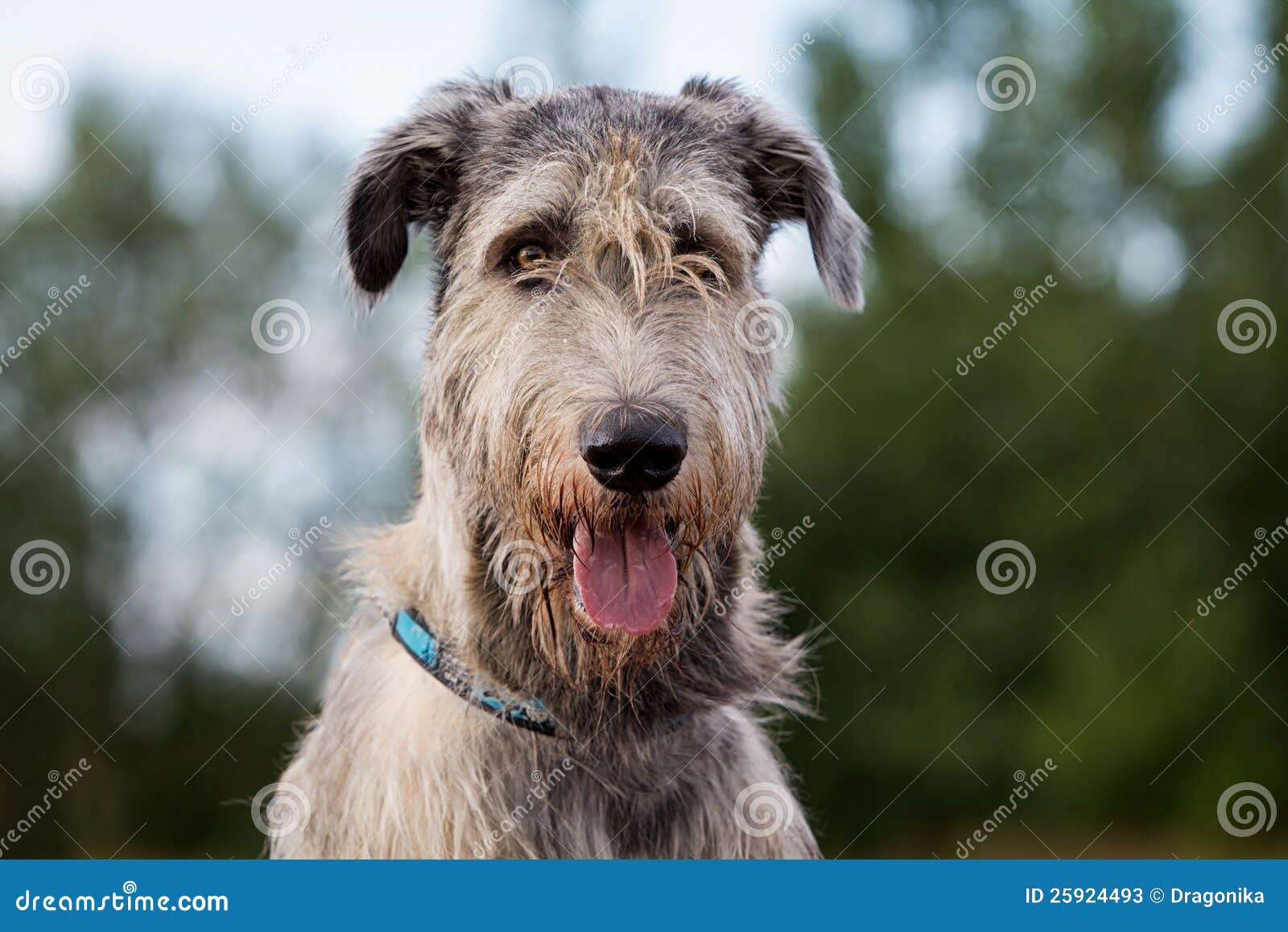Irish wolfhound stock image. Image of irish, animal, wolf - 25924493