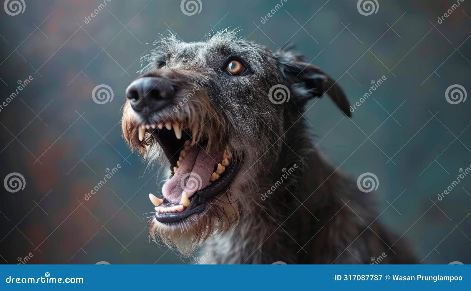 Irish Wolfhound, Angry Dog Baring Its Teeth, Studio Lighting Pastel ...