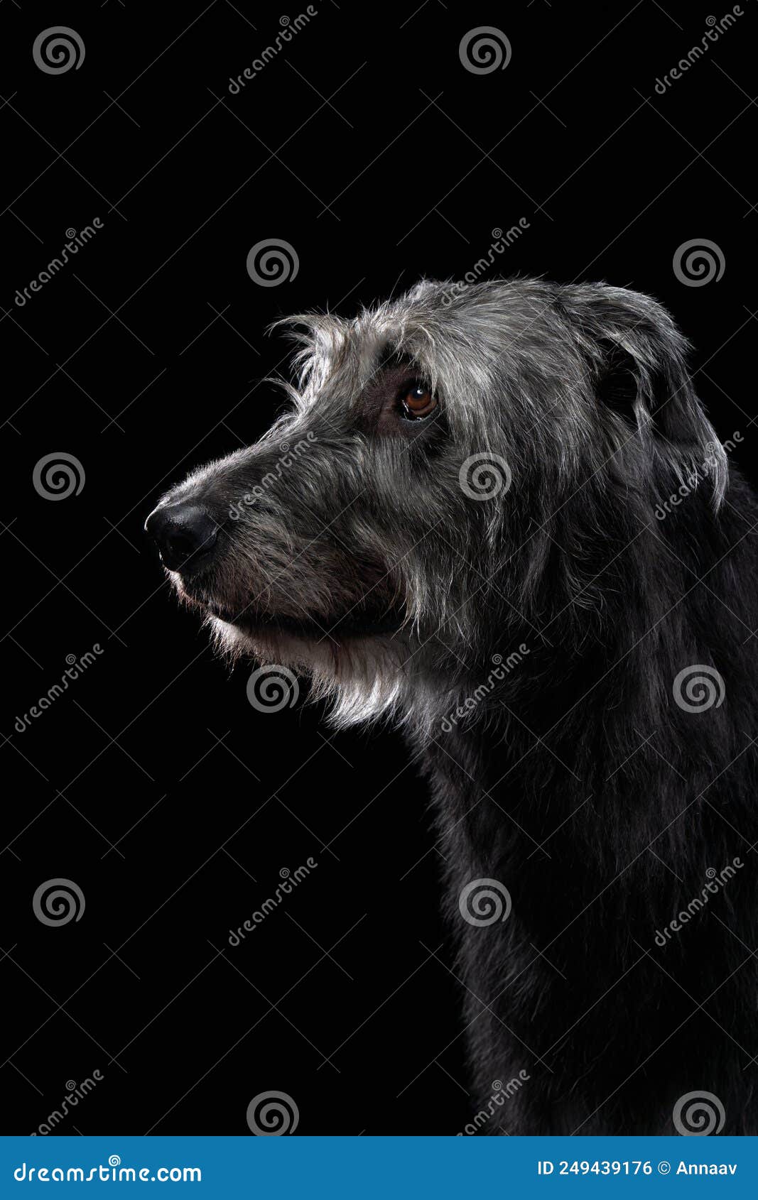 Irish Wolfhound on a Black Background. Dog in Backlit Studio Stock ...