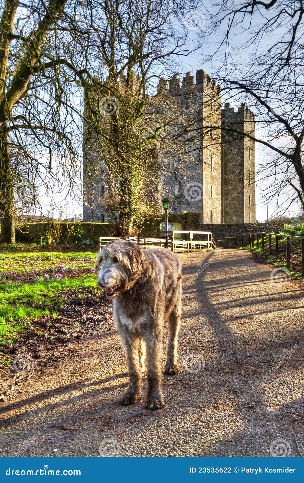 Irish Wolfhound at Bunratty Castle Stock Photo - Image of landmark ...