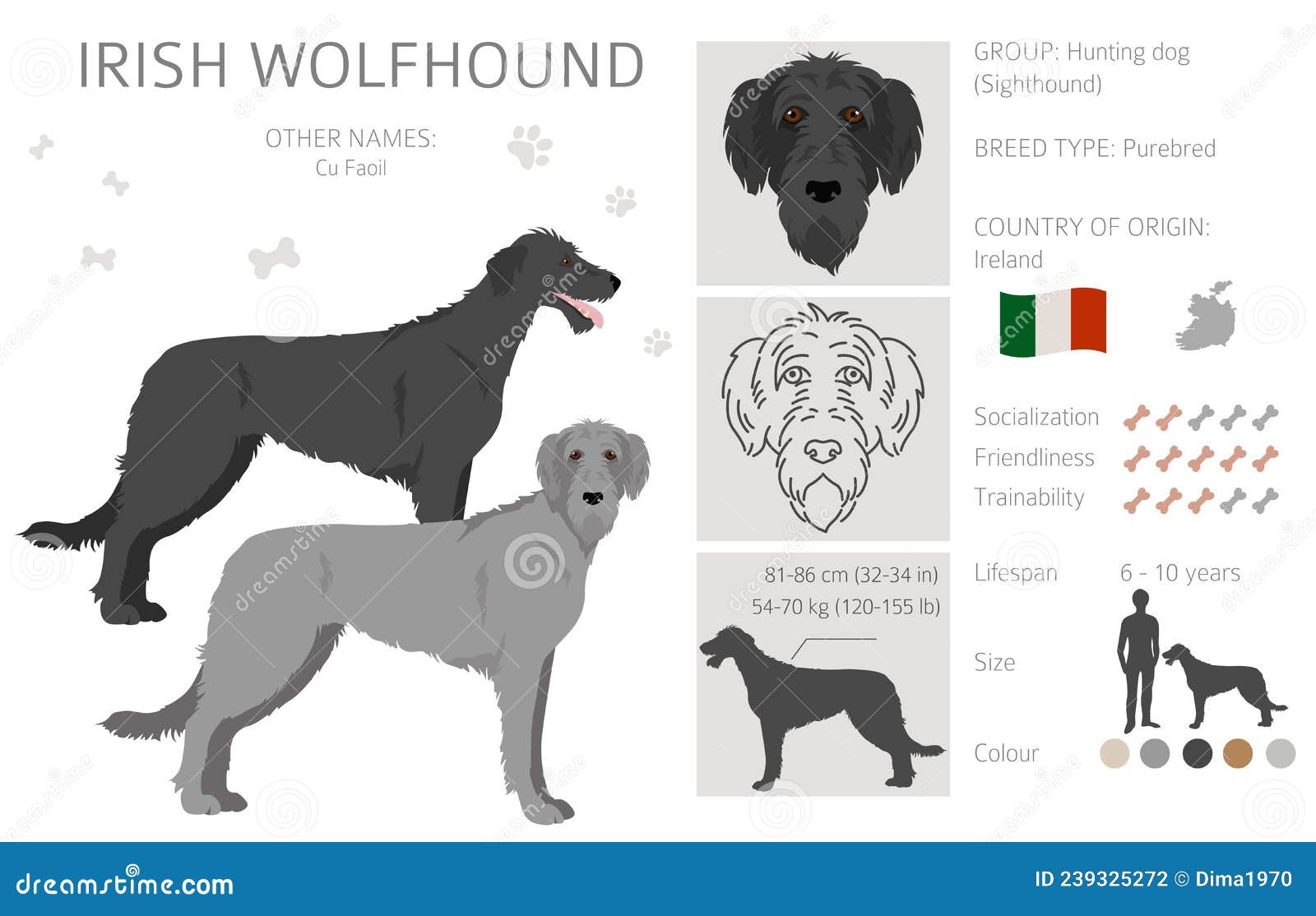 Irish Wolfhound Clipart. Different Poses, Coat Colors Set Stock Vector ...
