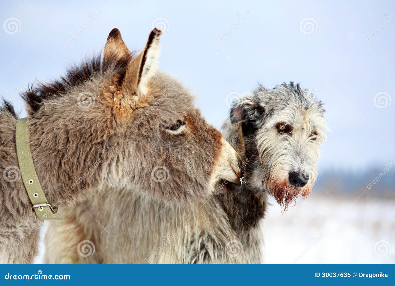 Dog and donkey stock photo. Image of nature, donkey, snow - 30037636