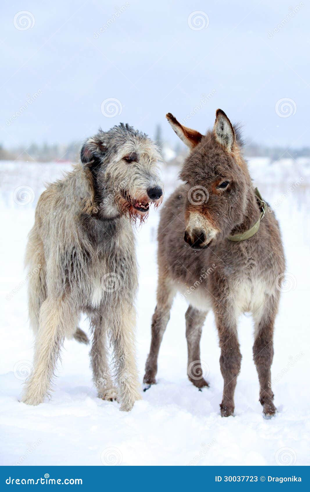 Dog and donkey stock image. Image of snow, wolf, irish - 30037723