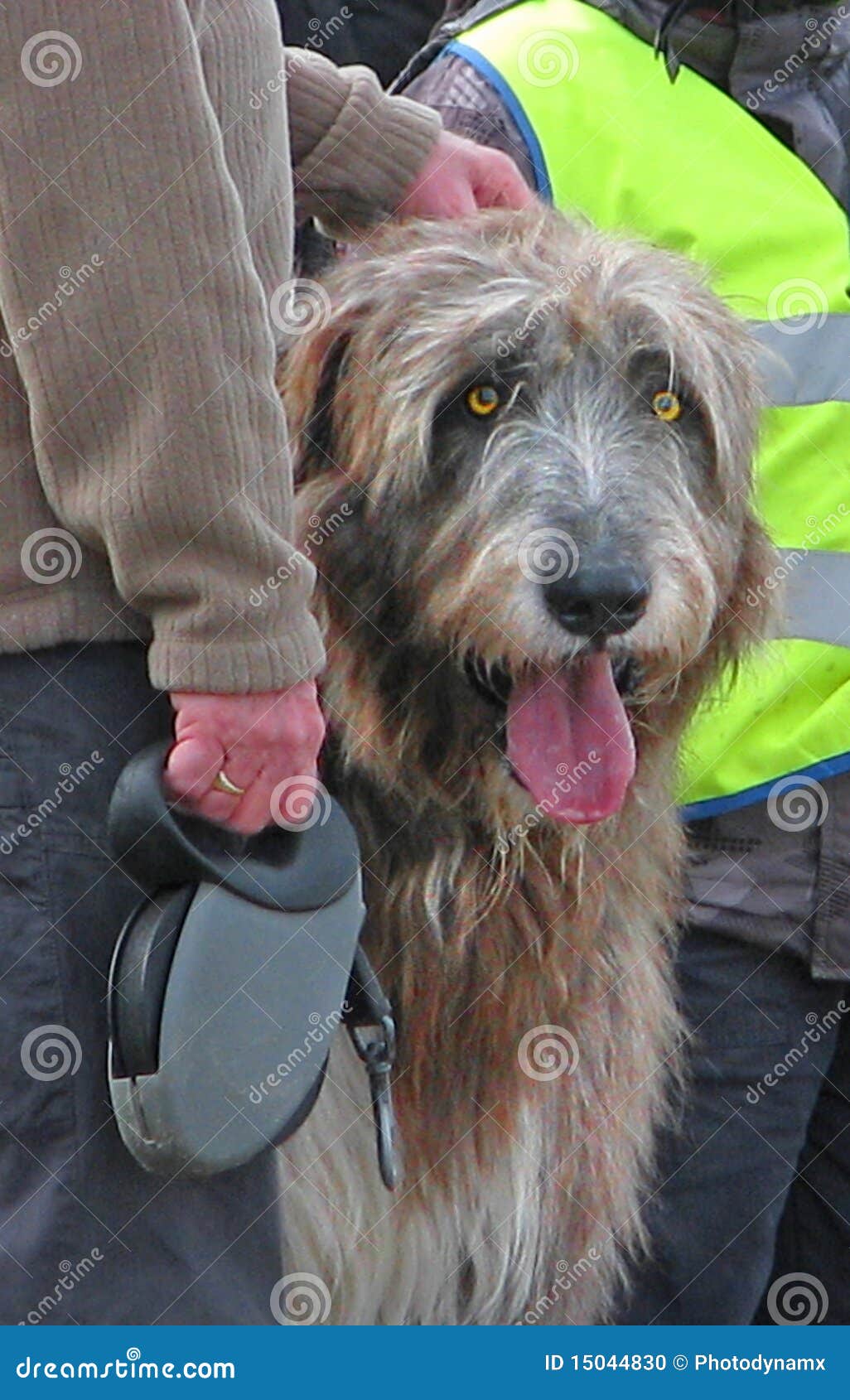 Irish Wolfhound Dog with Friends Stock Photo - Image of hound ...