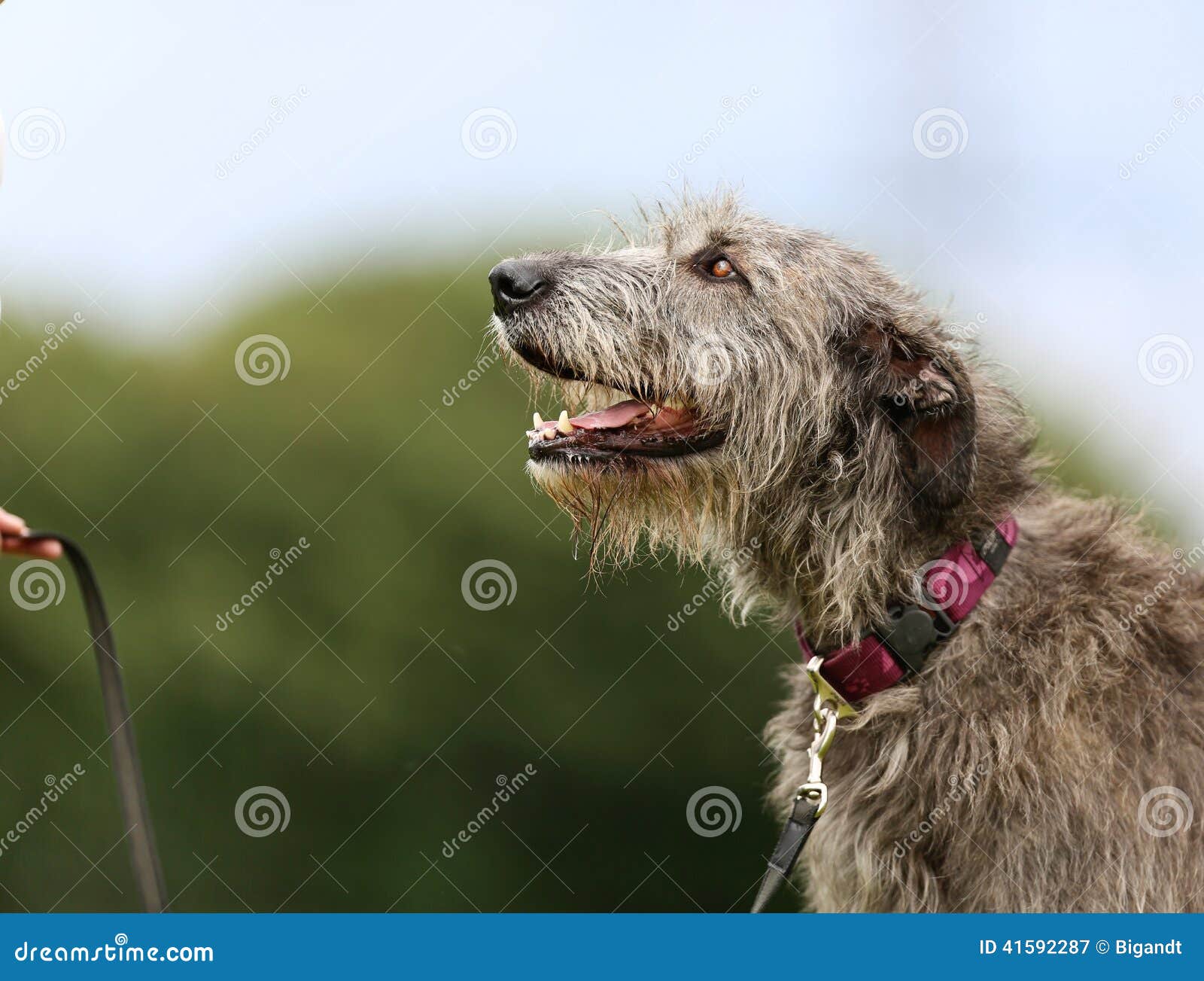 Irish Wolfhound dog stock image. Image of irish, purebred - 41592287