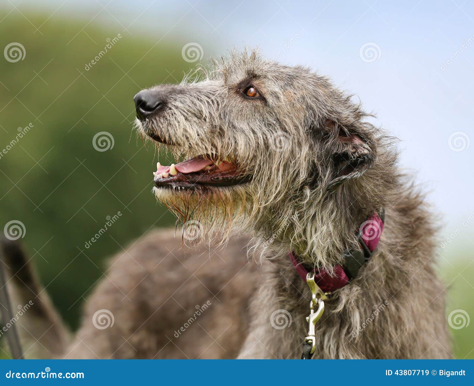 Irish Wolfhound dog stock image. Image of wolfhound, animal - 43807719