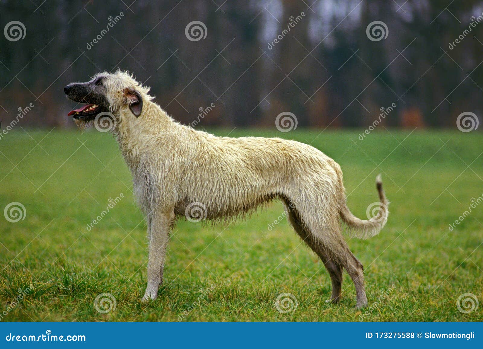 IRISH WOLFHOUND stock photo. Image of canidae, wolfhound - 173275588