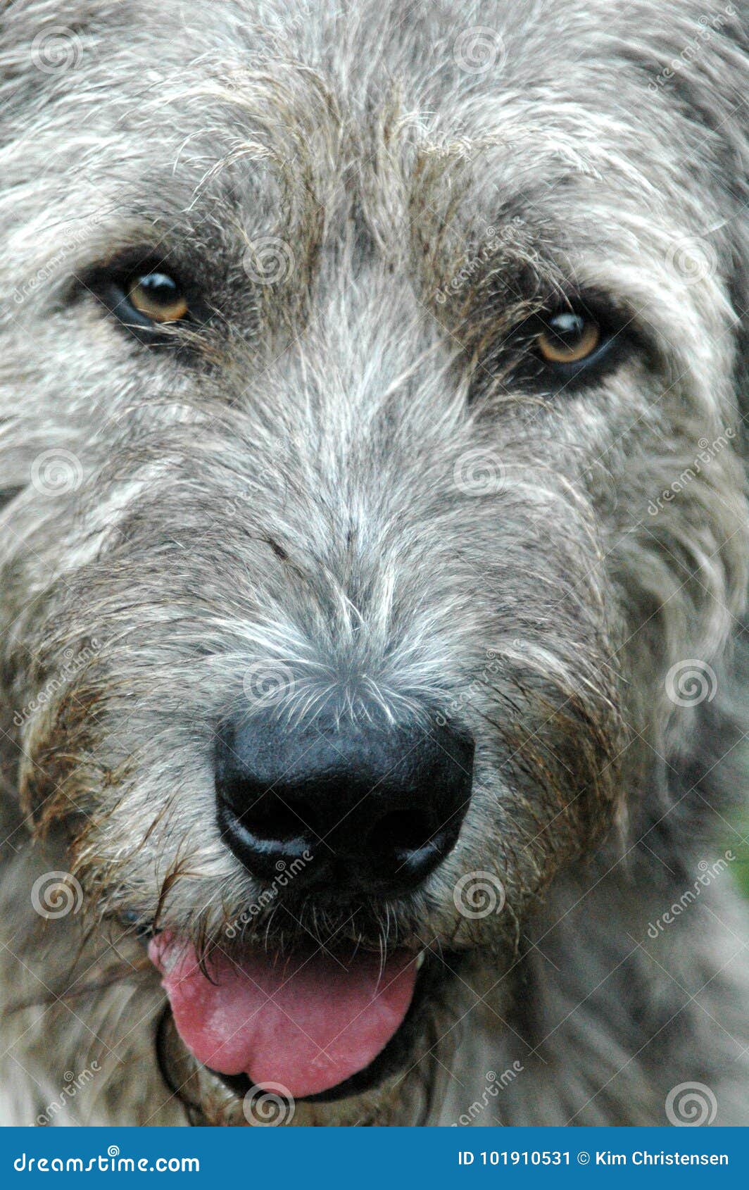Blue Irish Wolfhound
