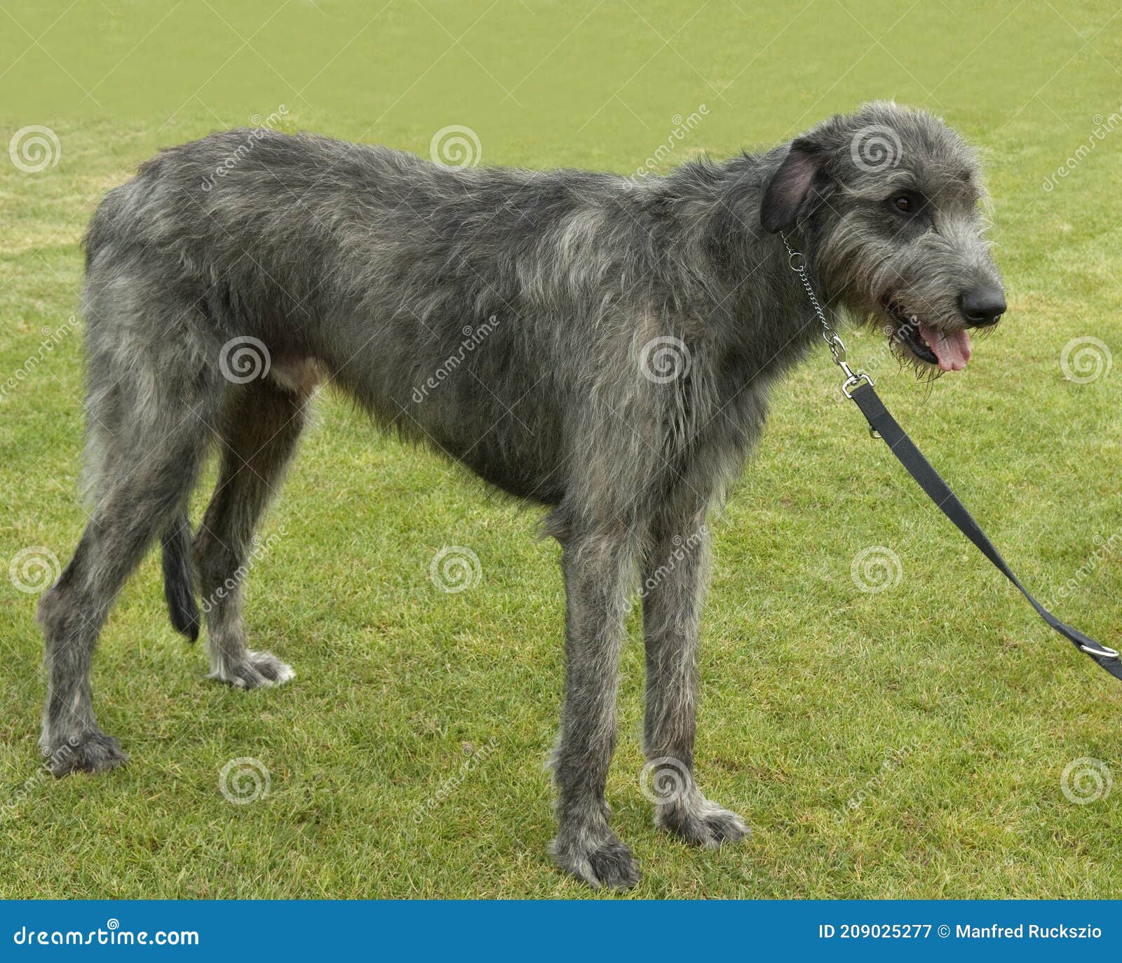 Irish Wolfhound Irish Greyhound | atelier-yuwa.ciao.jp Irish Wolfhound Irish Greyhound | atelier-yuwa.ciao.jp