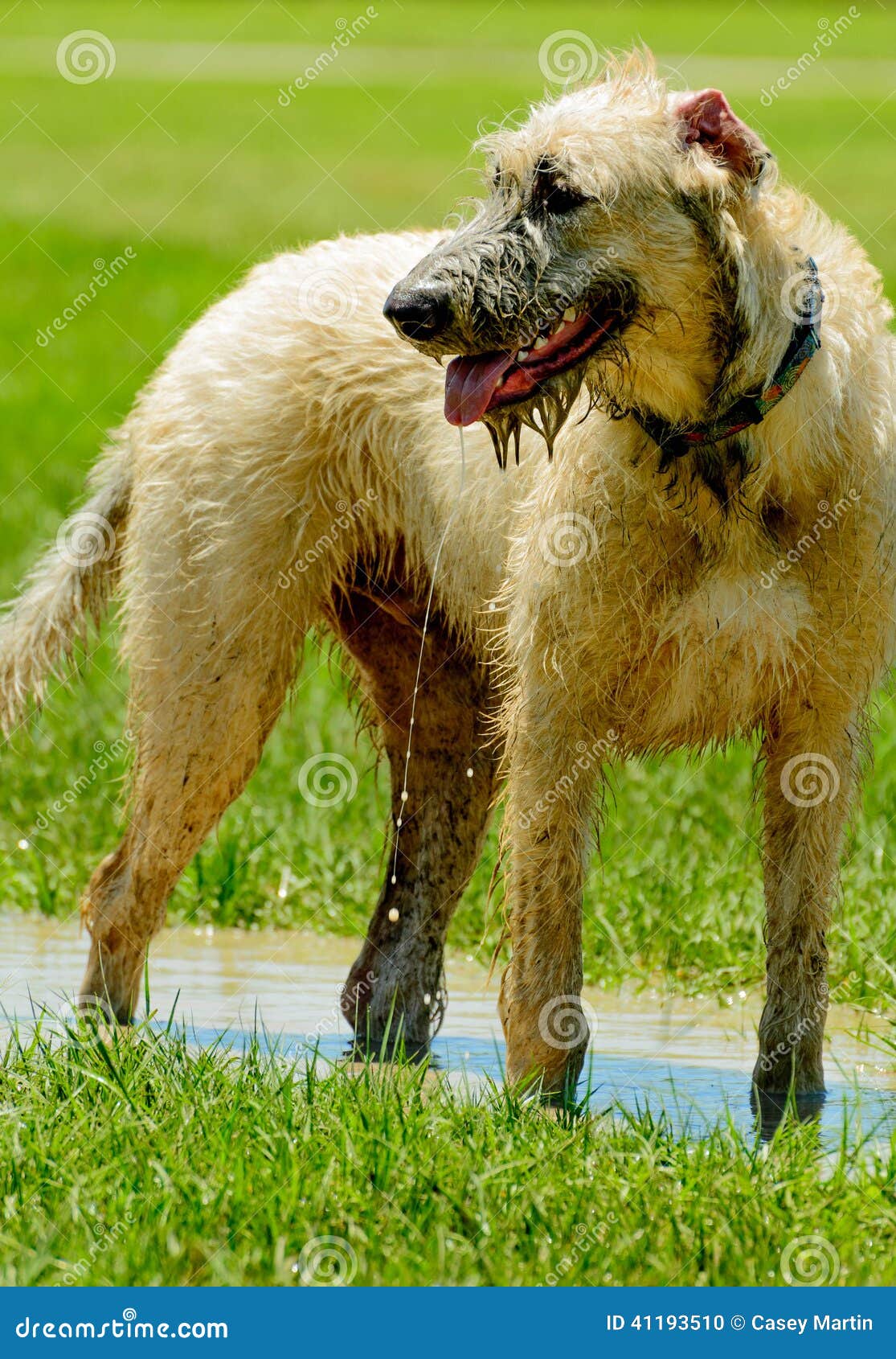 Irish Wolfhound Playing in Mud Puddle in Park Stock Photo - Image of ...